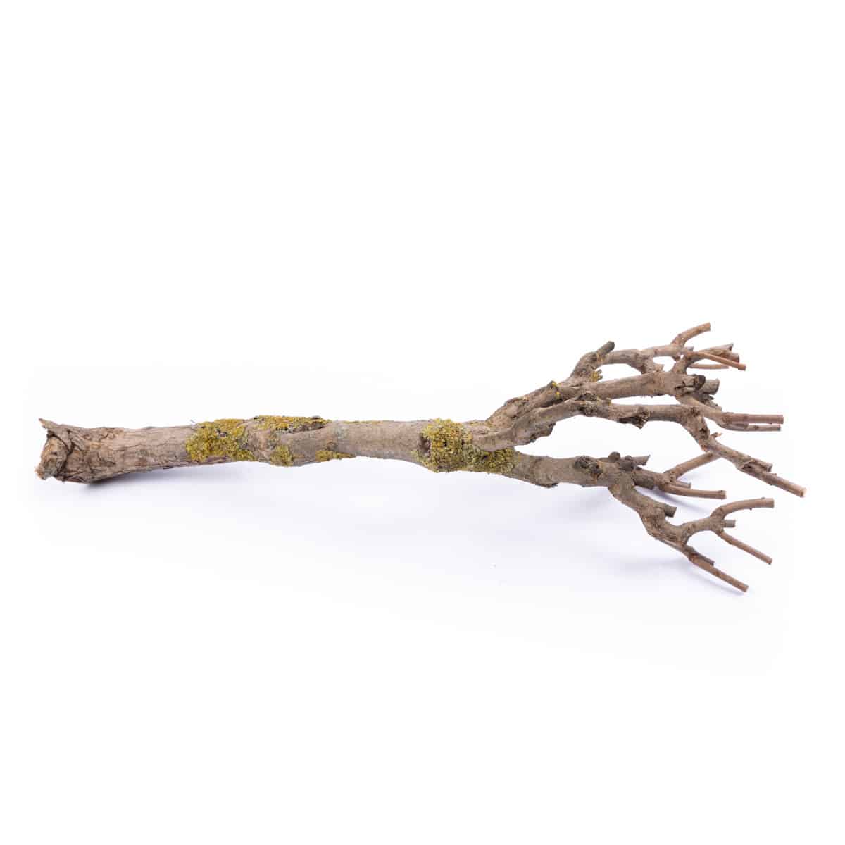 Deko-Zweige | diverse Längen & Stärken | Zweigedeko.de